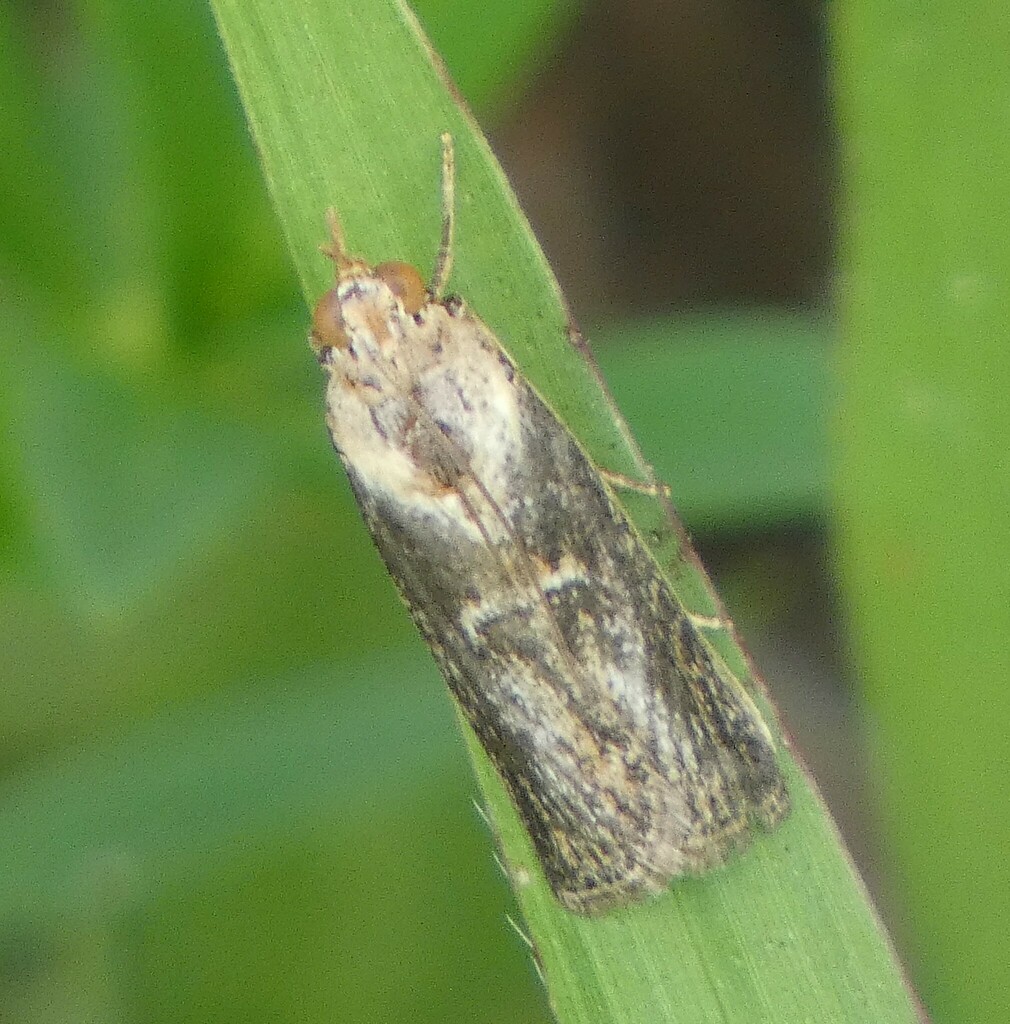 Rusty-banded Adelphia Moth from Skyway Beach Pinellas Co FL on July 30 ...