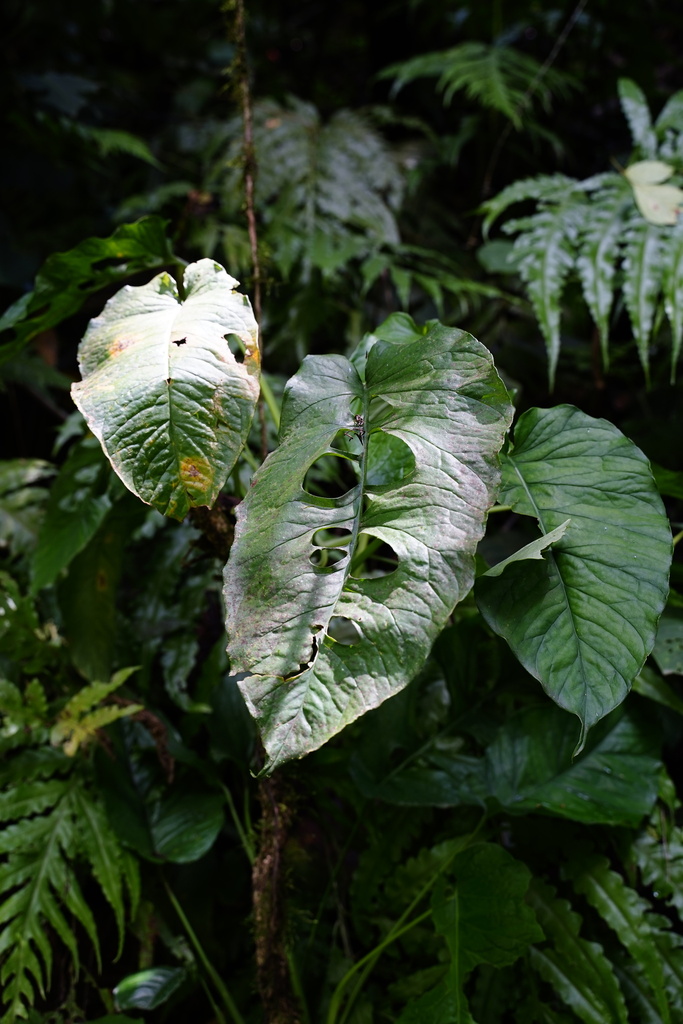 Monstera membranacea from Perez Zeledon, San Jose, CR on July 29, 2022 ...