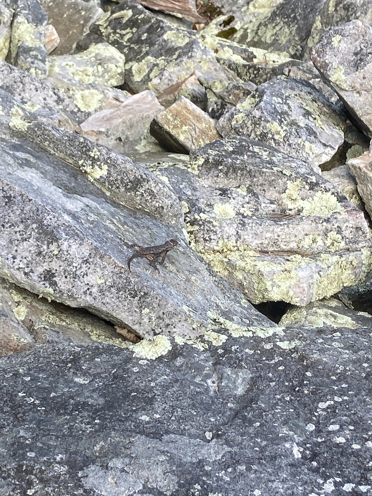 Eastern Fence Lizard in July 2022 by Michelle Geiger · iNaturalist