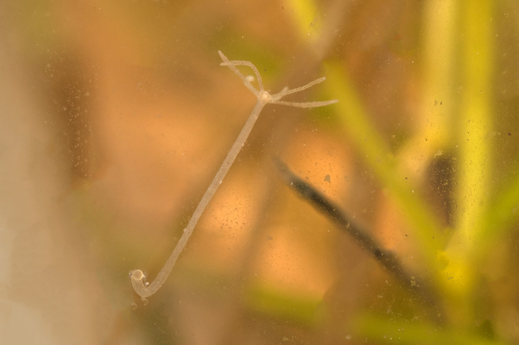 Common Hydra from 053 61 Spišské Vlachy, Slovensko on July 27, 2022 by ...