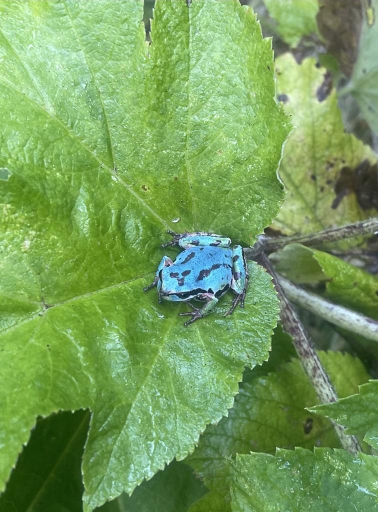 Northern Pacific Tree Frog in July 2022 by Sally Peyou. Blue colored ...