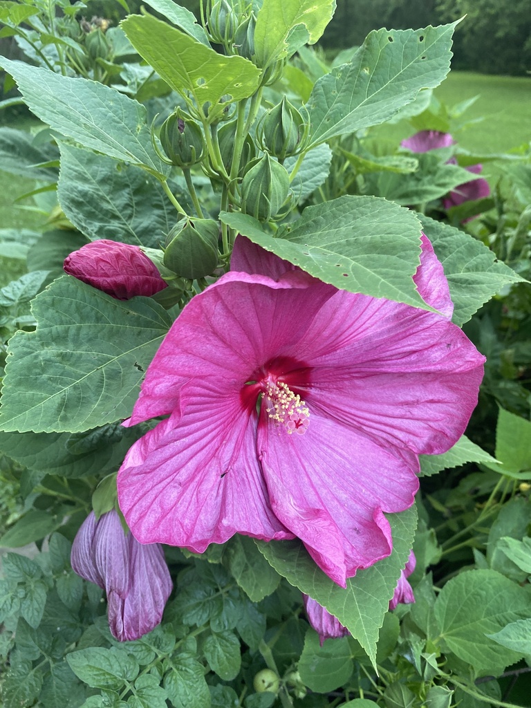 swamp rose mallow from Sycamore State Park, Trotwood, OH, US on July 31 ...