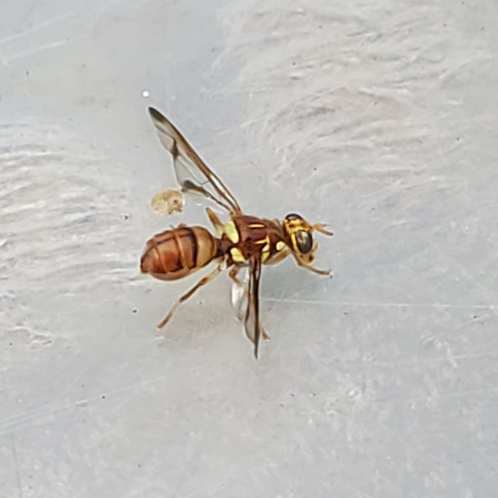 Melon Fly from Pearl City, HI 96782, USA on June 14, 2022 at 11:24 AM ...