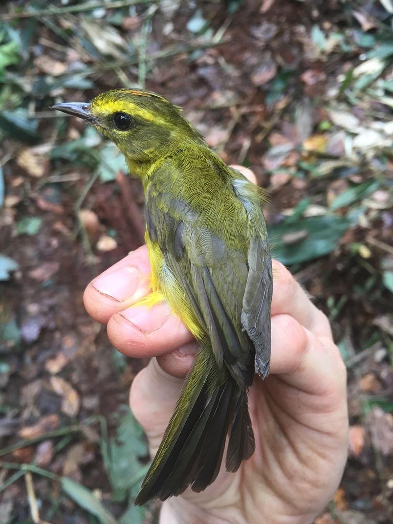 Cuzco Warbler from Paucartambo, Cusco, Peru on October 2, 2018 at 11:12 ...