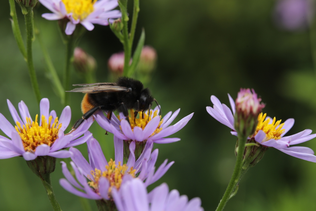 Korean Cuckoo Bumble bee from 中国北京市房山区百花山 邮政编码: 102461 on July 31, 2022 ...