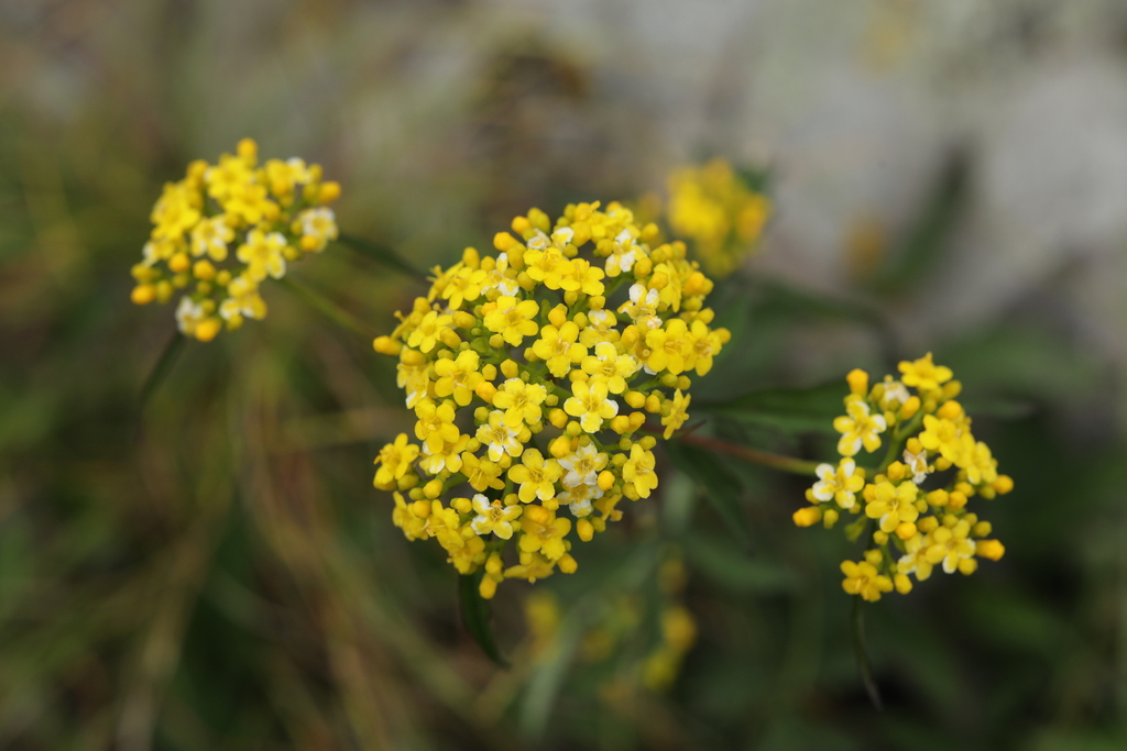 eastern valerian from 中国北京市房山区百花山 邮政编码: 102461 on July 31, 2022 at 02: ...