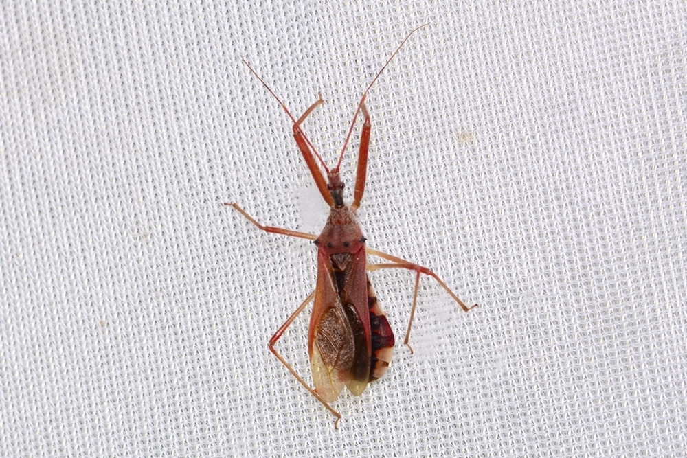 Epidaus tuberosus from 대한민국 경상북도 성주군 on July 10, 2022 at 09:03 PM by ...