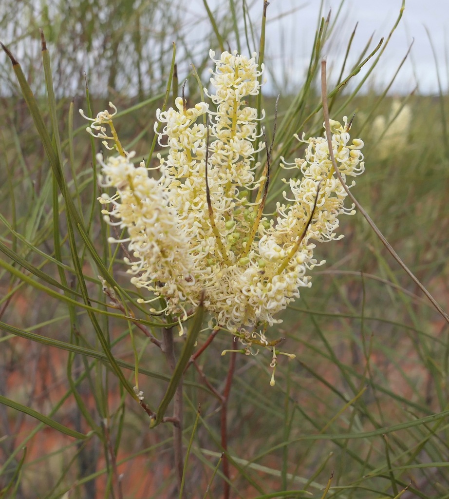 Honeysuckle Grevillea from Collier Range, Kumarina WA 6642, Australia ...
