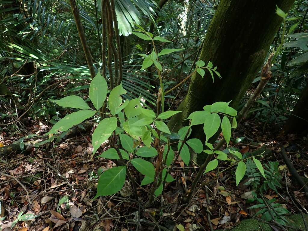 Bretschneidera sinensis from New Taipei City, Taiwan on July 30, 2022 ...