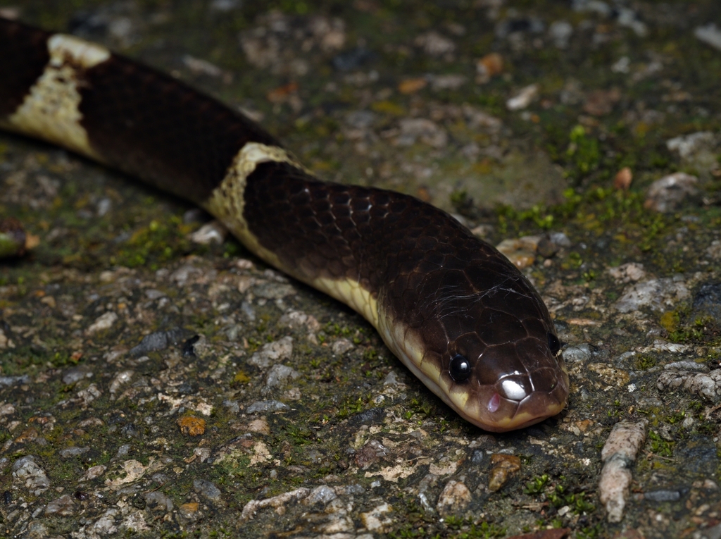 Many-banded Krait in July 2022 by Caius Cheung · iNaturalist