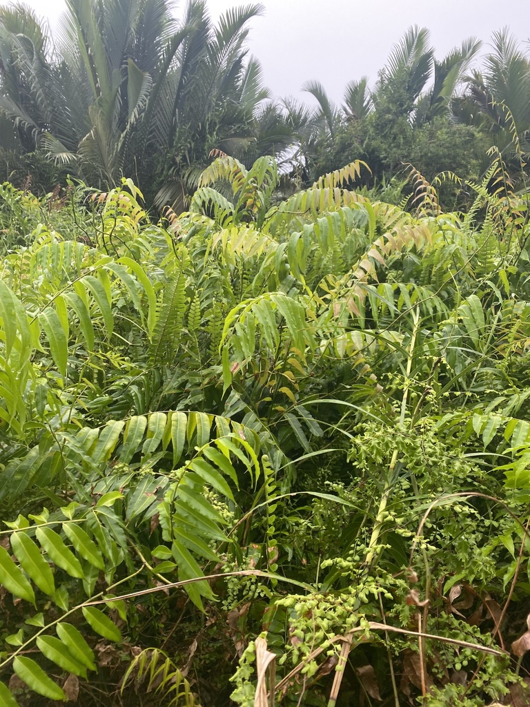swamp vine fern from Kalimantan, Kabupaten Tana Tidung, Kalimantan ...