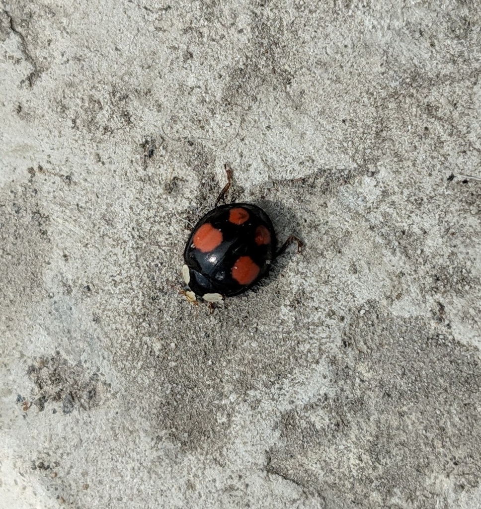 Asian Lady Beetle from 532-0011, Japan on March 29, 2019 at 08:49 PM by ...