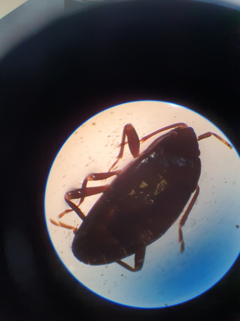 True Bugs from Agia Paraskevi 153 42, Greece on August 1, 2022 at 10:36 ...
