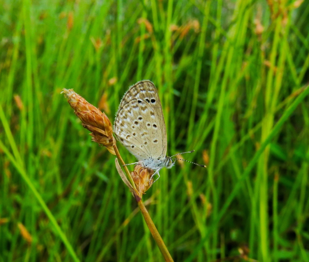Lesser Grass Blue from Q7WM+VFR, Kodamthuruth, Kerala 682008, India on ...