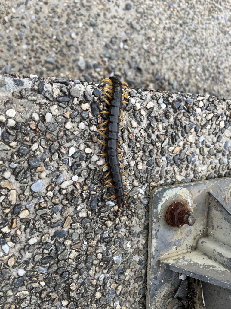 Chinese Red-headed Centipede from 墾丁國家森林遊樂區, 恆春鎮, TW on August 1, 2022 ...