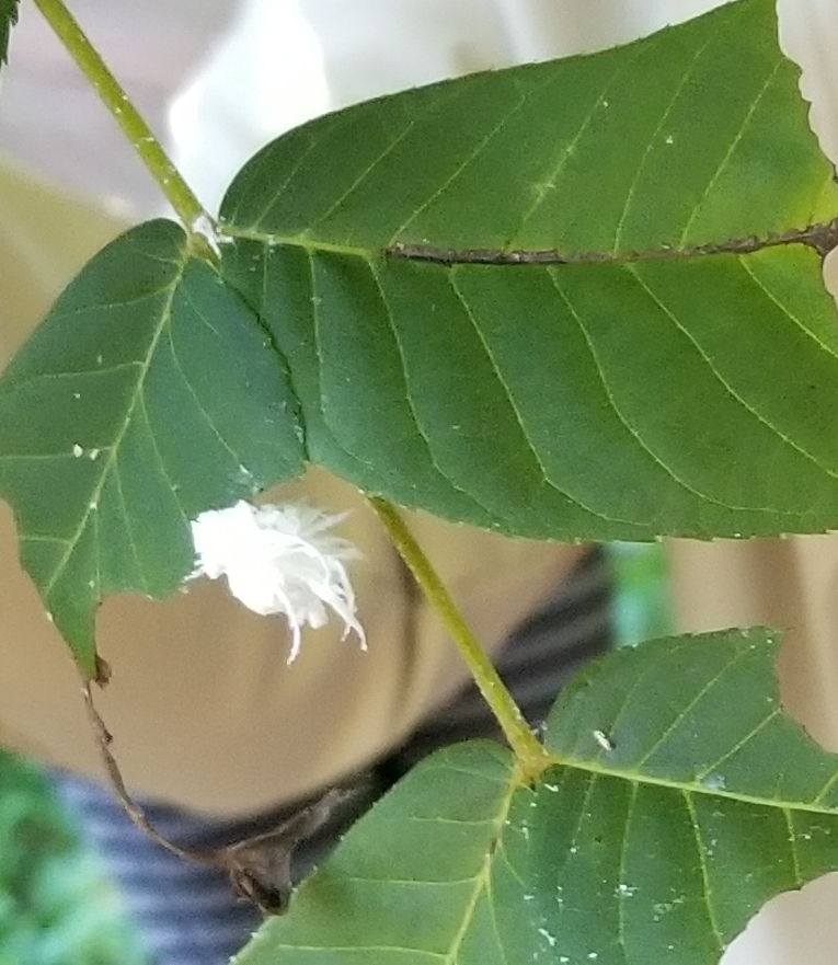 Aphidoidea from 1636 Gold Star Dr, Raleigh, NC 27607, USA on July 19 ...