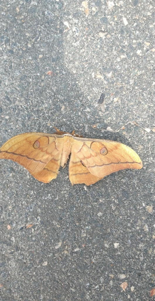 Japanese Silk Moth from Reutweg 4 on July 28, 2022 by Jochen Borger ...