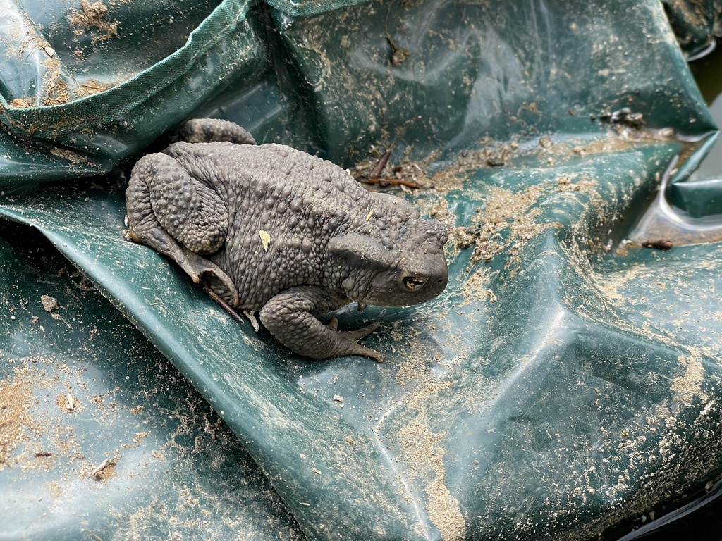 European Toad from Jungensberg, Stiefenhofen, Bayern, DE on July 27 ...