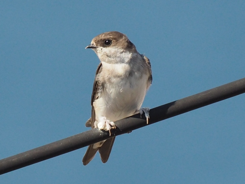 Common House Martin from Lesbos, Sigrion, North Aegean, GR on August 01 ...
