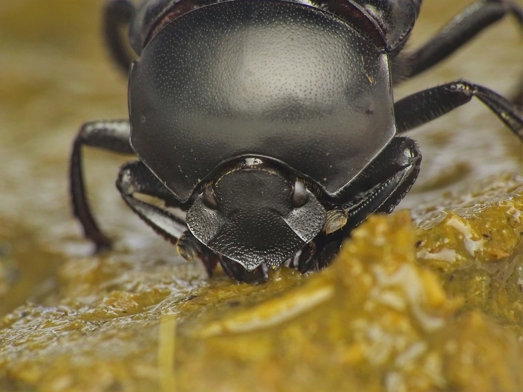 Paragymnopleurus maurus from Singapore on June 1, 2018 at 04:57 PM by ...