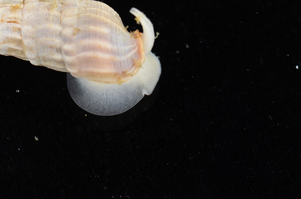 Eastern Auger (MatBio: MOLLUSKS - Matanzas Biodiversity) · iNaturalist
