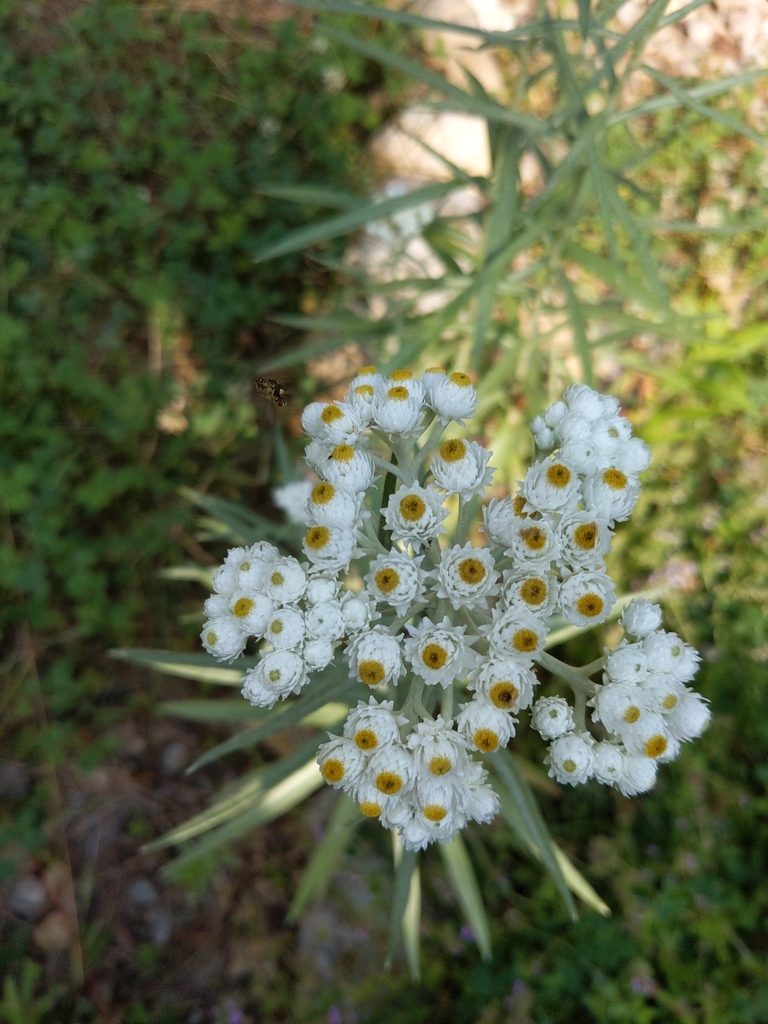 pearly everlasting from Saint-Côme, Matawinie, QC J0K 2B0, Canada on ...