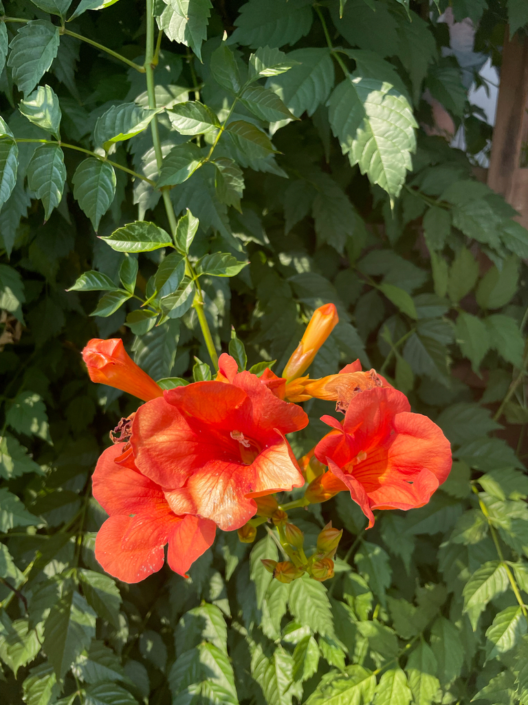 trumpet vines from White Salmon on July 31, 2022 at 02:38 PM by Joanna ...