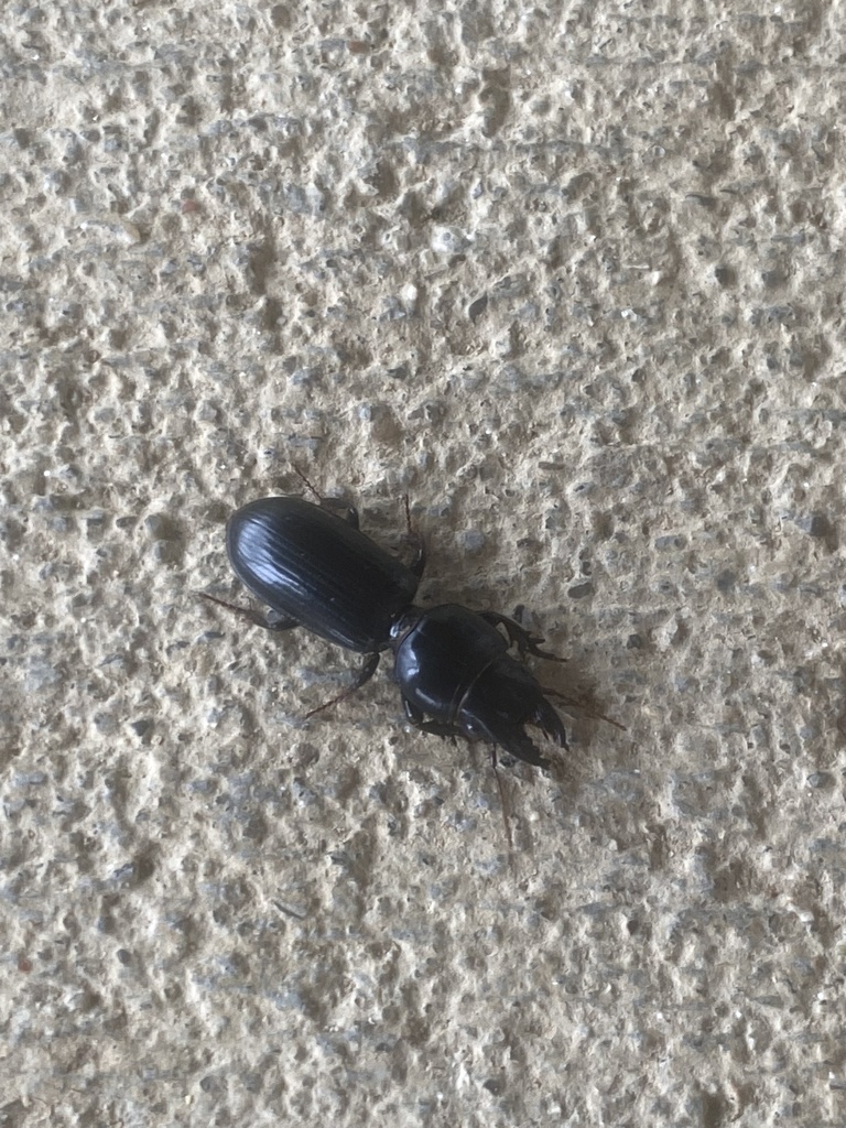 Big-headed Ground Beetle in August 2022 by Daniel Lupton · iNaturalist