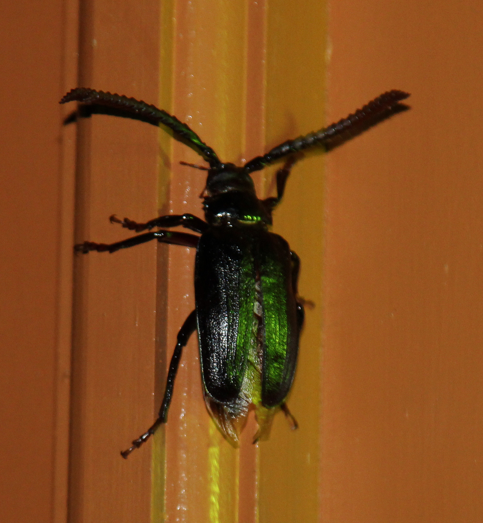 Tile-horned Prionus from Fentress County, TN, USA on July 31, 2022 at ...