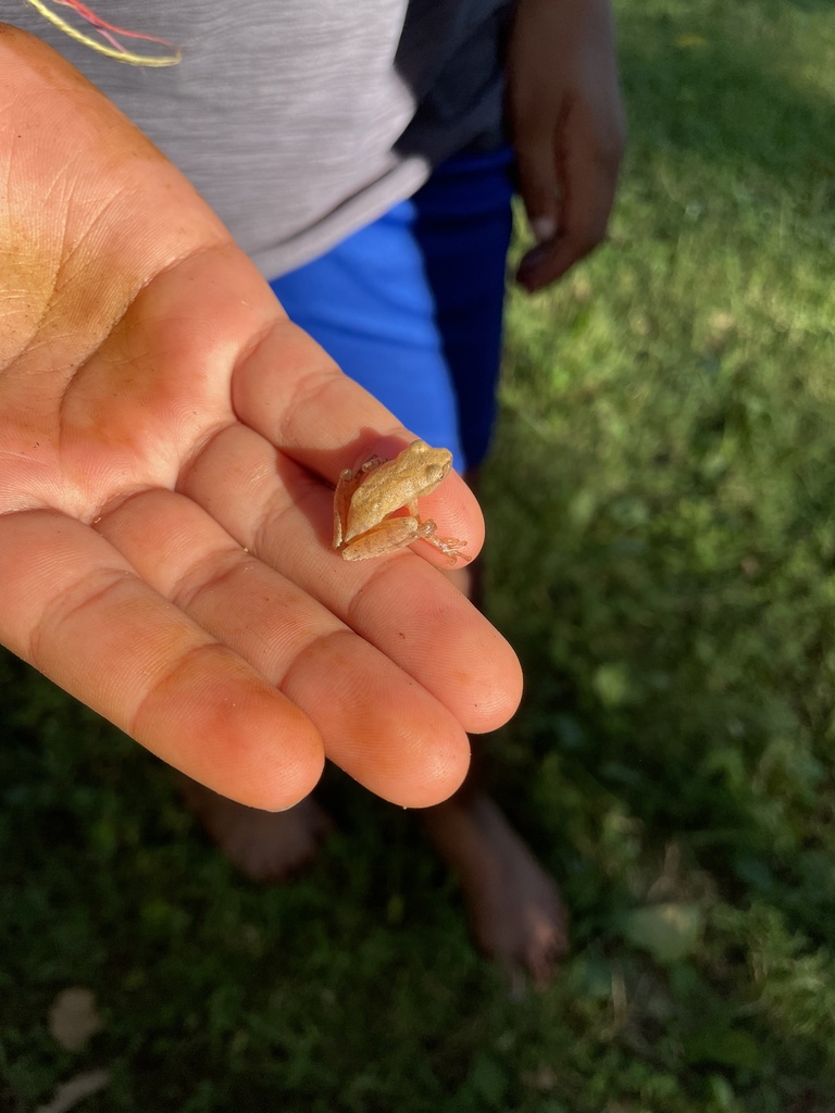 Spring Peeper from Lost Creek Rd, Warrenton, MO, US on July 23, 2022 at ...