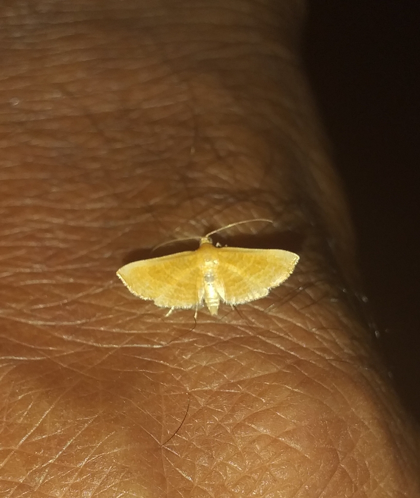 Window-winged Moths from Govt. Higher Secondary School on December 10 ...