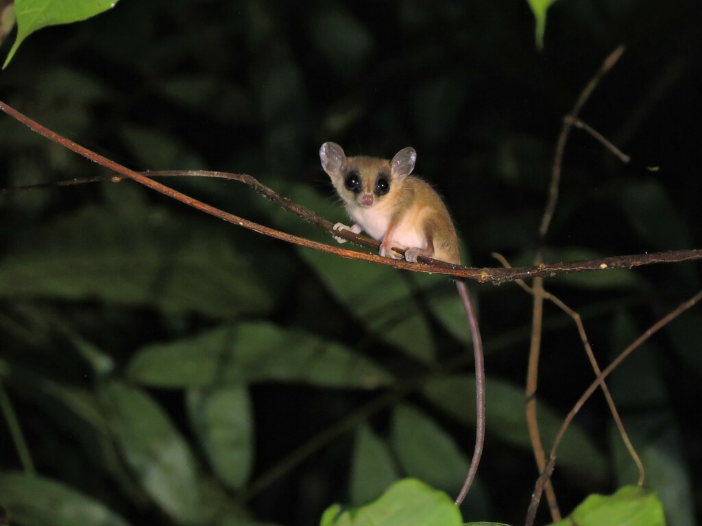 Mexican Mouse Opossum from San Andres, Guatemala on July 26, 2022 at 11 ...