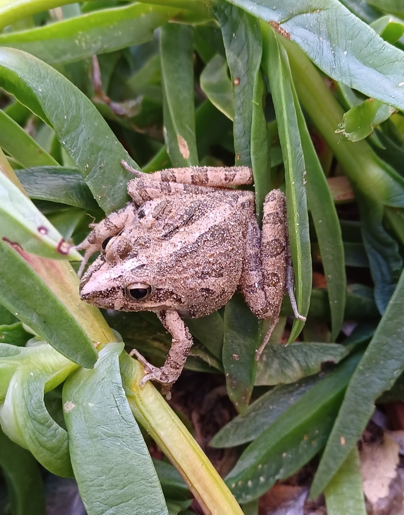 Clicking Stream Frog from Gordon's Bay on August 1, 2022 at 11:13 AM by ...