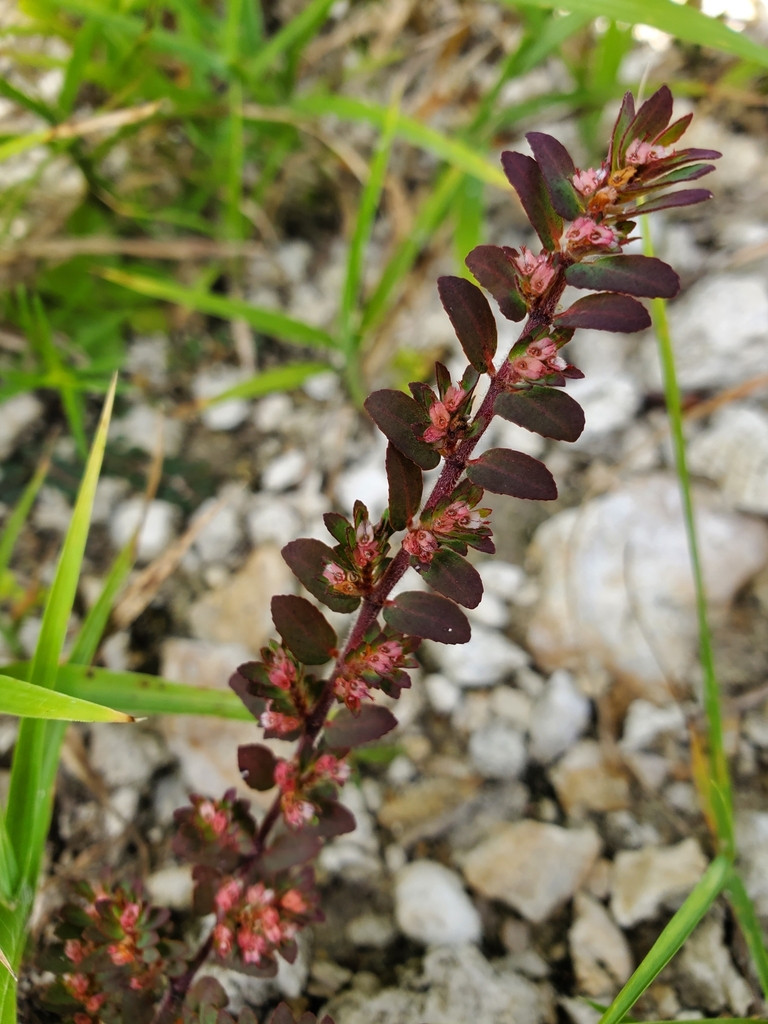 Everglade Key Sandmat from Oasis Ranger Station Airstrip, Jerome, FL ...