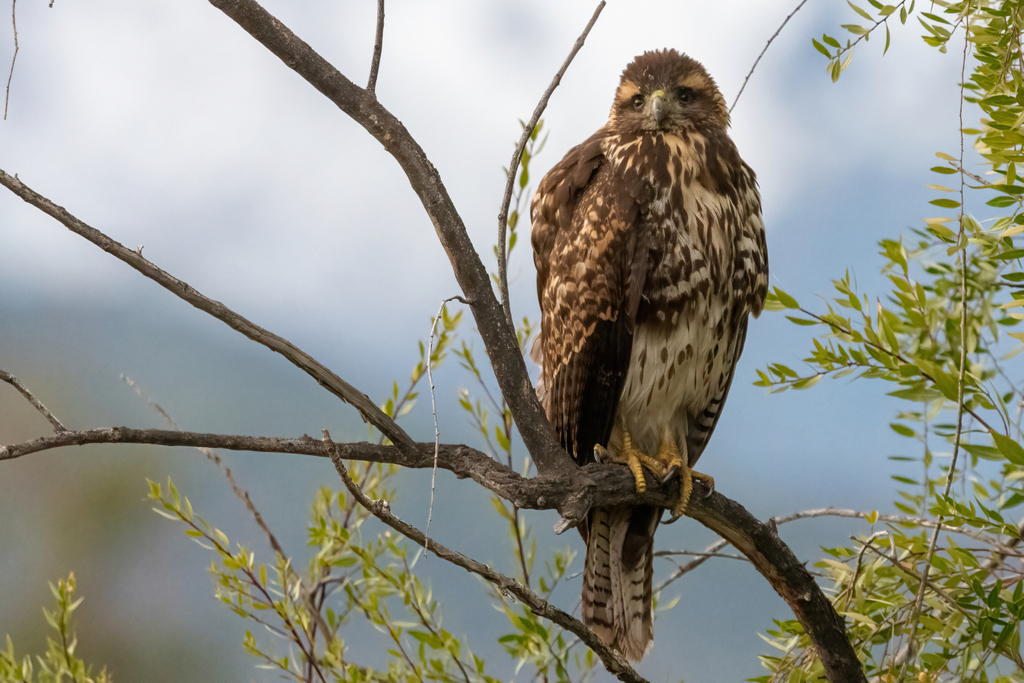 Harris's Hawk from Cachapoal, O'Higgins, Chile on June 25, 2022 at 09: ...
