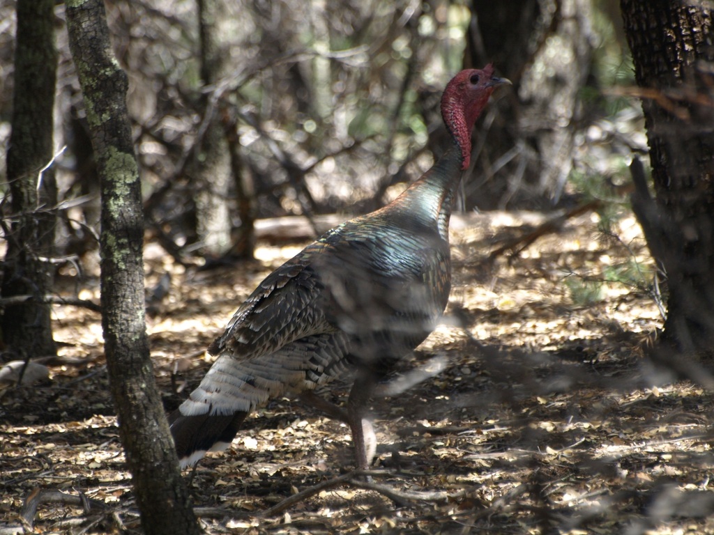 Wild Turkey from 27 E Ramsey Canyon Rd, Hereford, AZ 85615, USA on ...