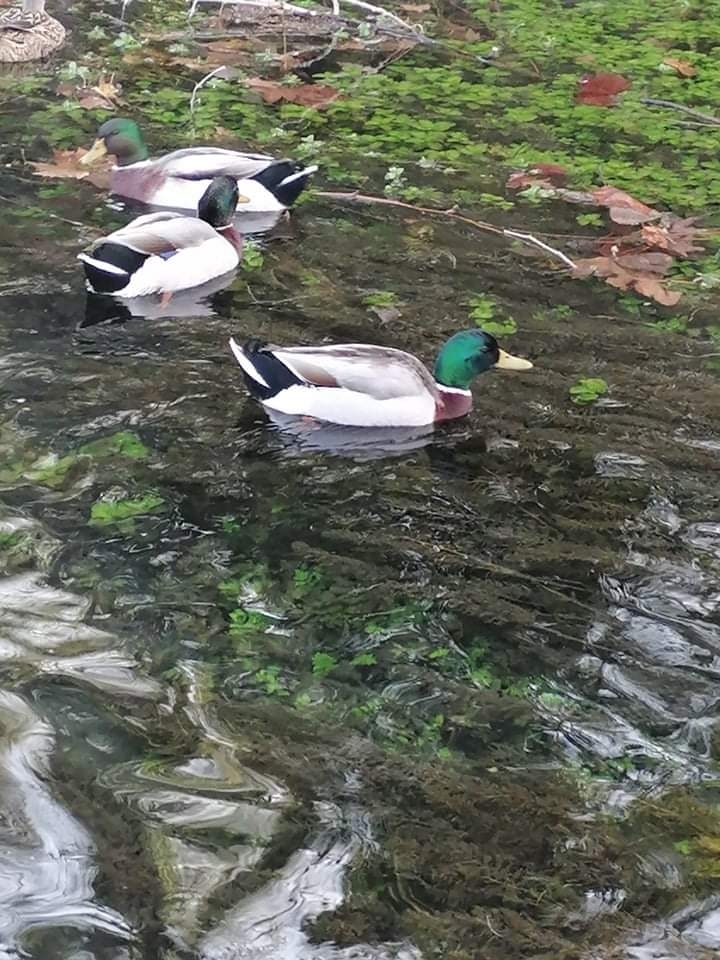 Mallard from Δράμα on August 01, 2022 at 11:03 PM by Eleanna ...