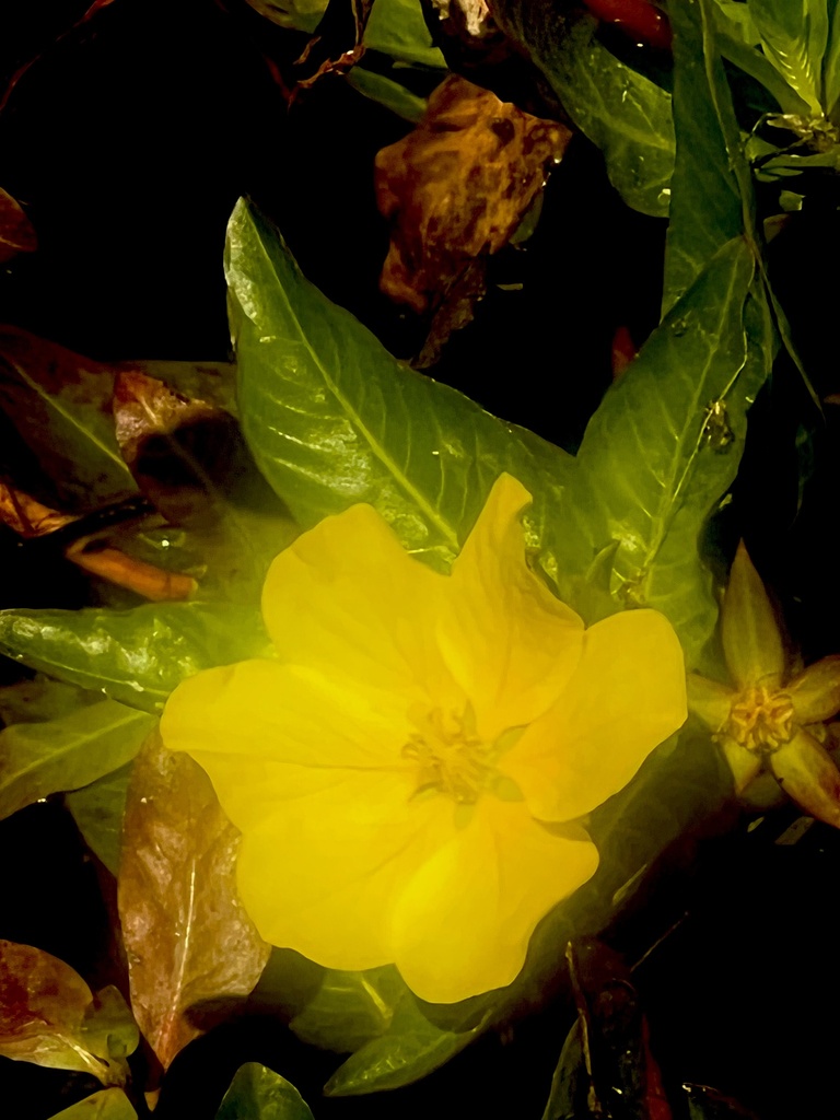 floating primrose-willow from Putah Creek Rd, Winters, CA, US on July ...