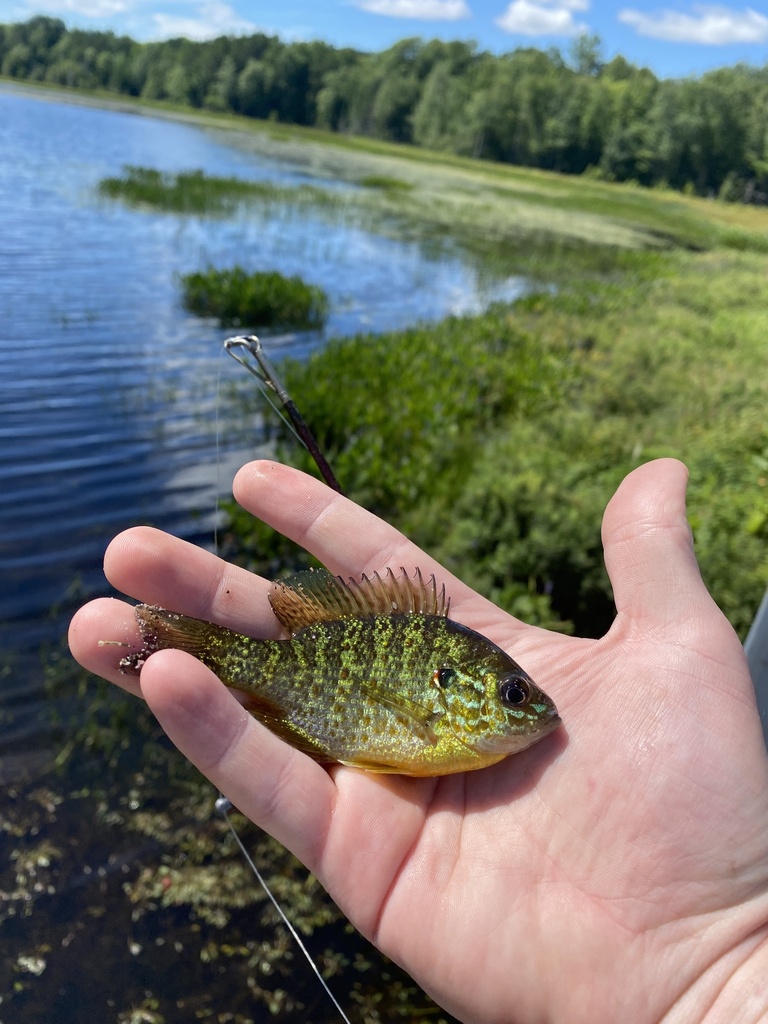 Pumpkinseed from Chequamegon-Nicolet National Forest, Clam Lake, WI, US ...
