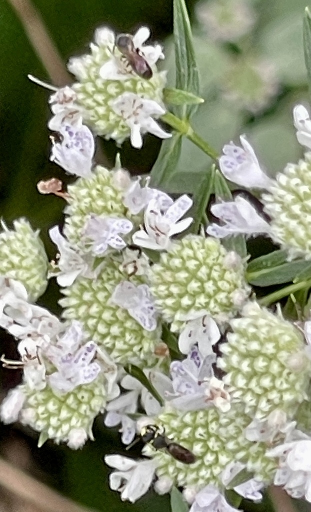 Slender-faced Masked Bee from Four Seasons Pkwy, Newark, DE, US on July ...