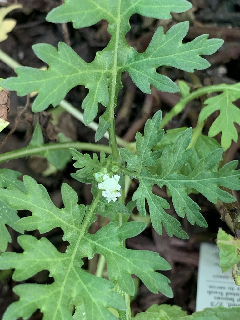 Santa Maria feverfew in August 2022 by mbworldexplorer · iNaturalist
