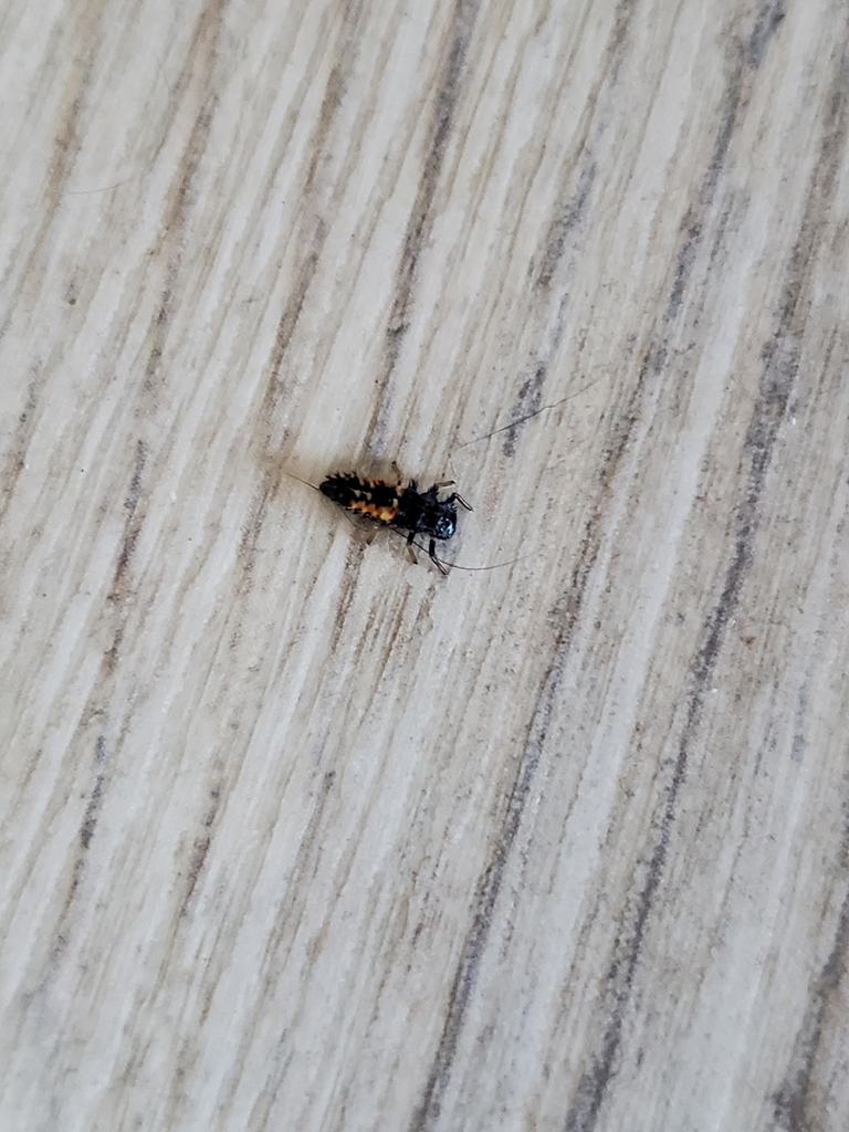 Asian Lady Beetle from Québec City, QC G1W 4V1, Canada on August 01 ...