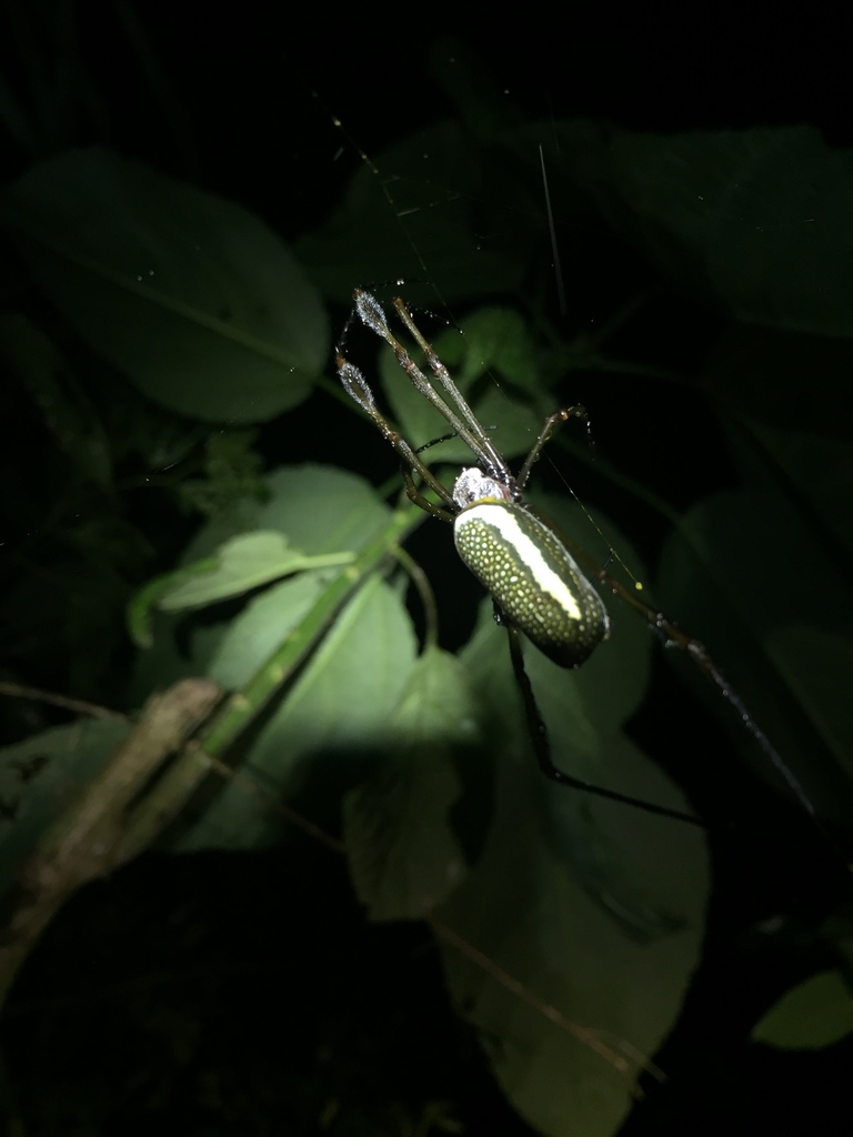 Golden Silk Spider from Pantiacolla on October 13, 2016 at 10:24 PM by ...