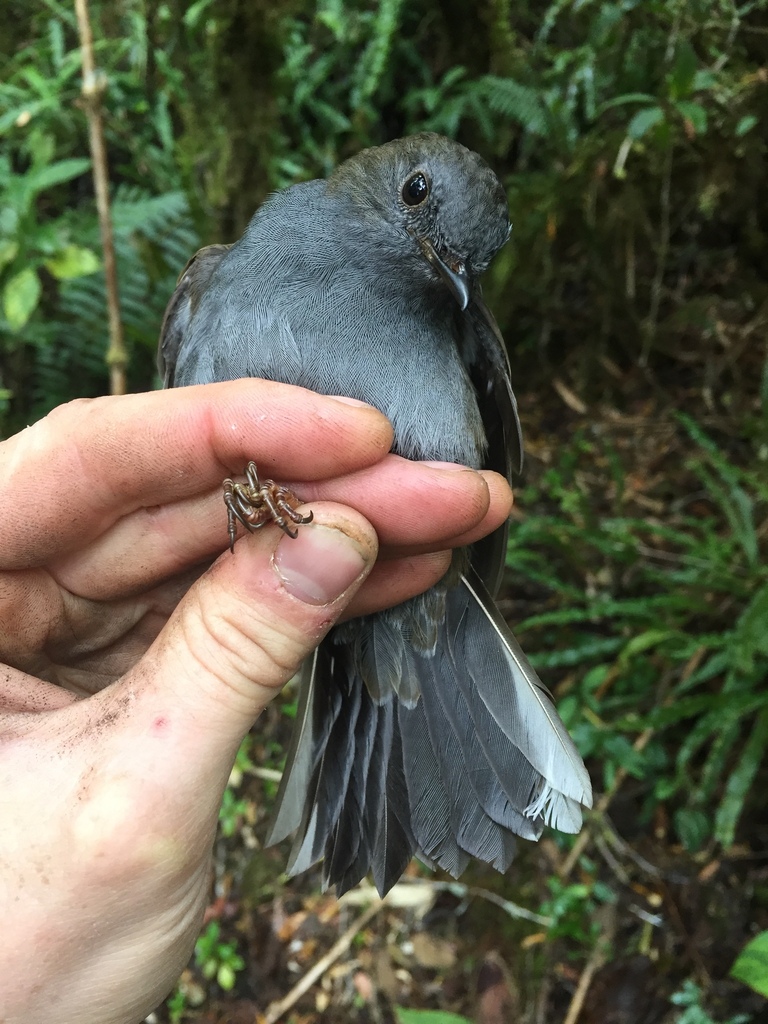 Andean Solitaire from Paucartambo, Cusco, Peru on September 25, 2016 at ...