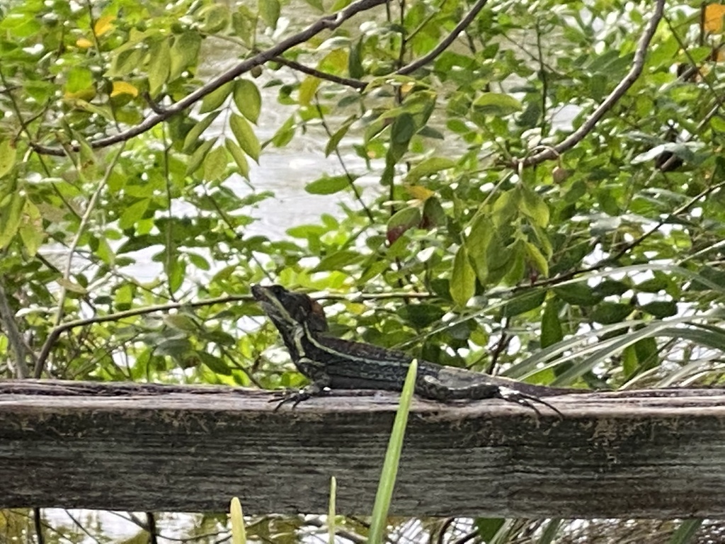 Brown Basilisk from JW Marriott Miami Turnberry Resort & Spa, Aventura ...