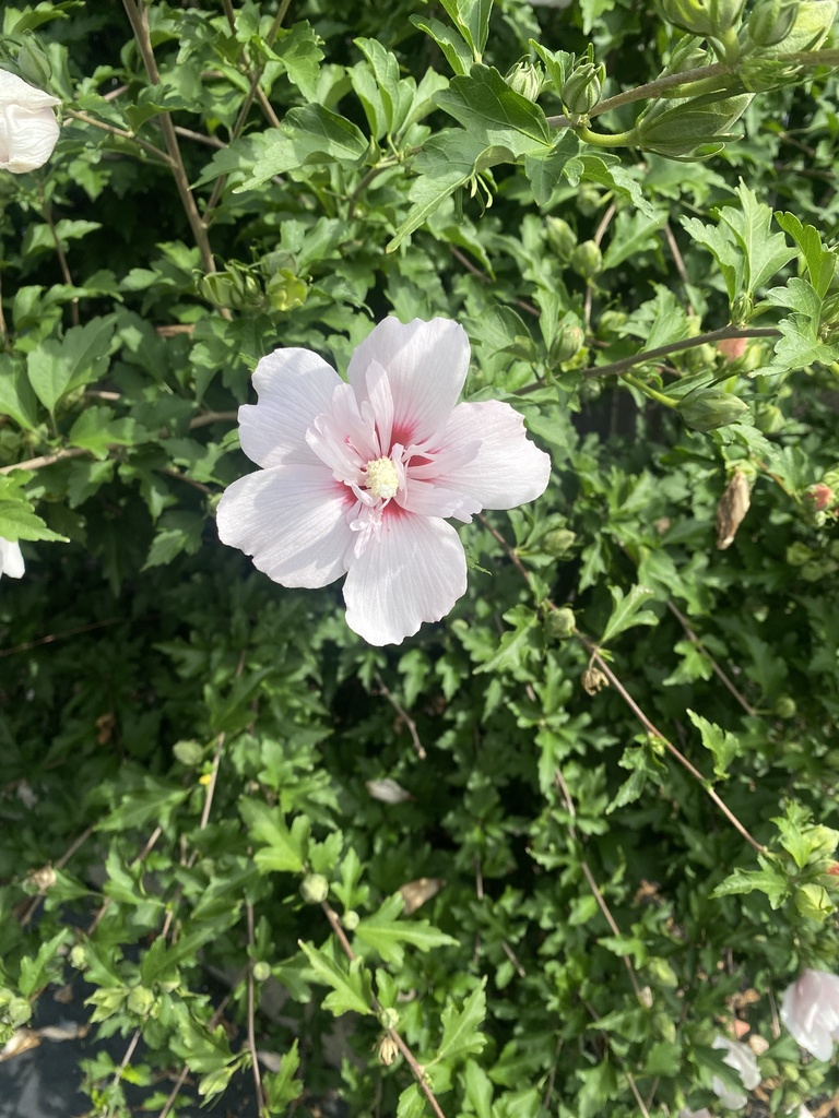 common hibiscus from Kings Island, Mason, OH, US on July 30, 2022 at 11 ...