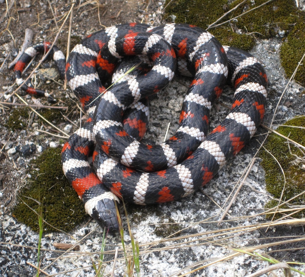 California Mountain Kingsnake in April 2011 by Brian Hinds · iNaturalist