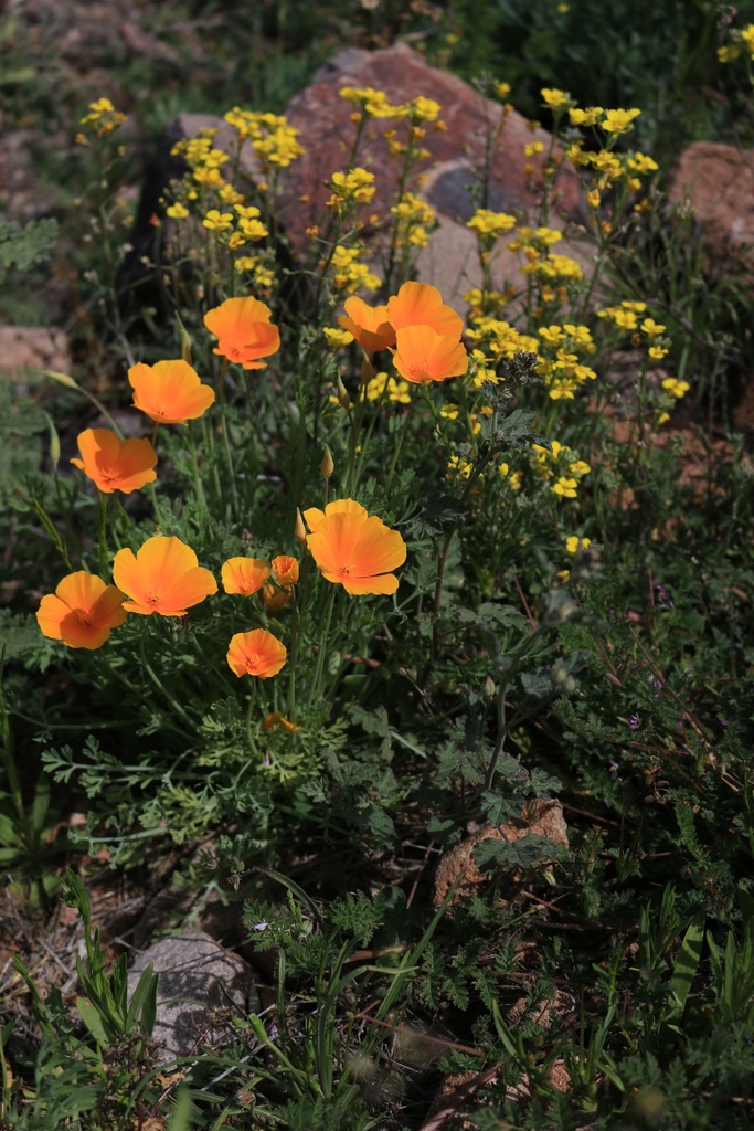 California poppy from Maricopa County, AZ, USA on March 06, 2019 at 11: ...