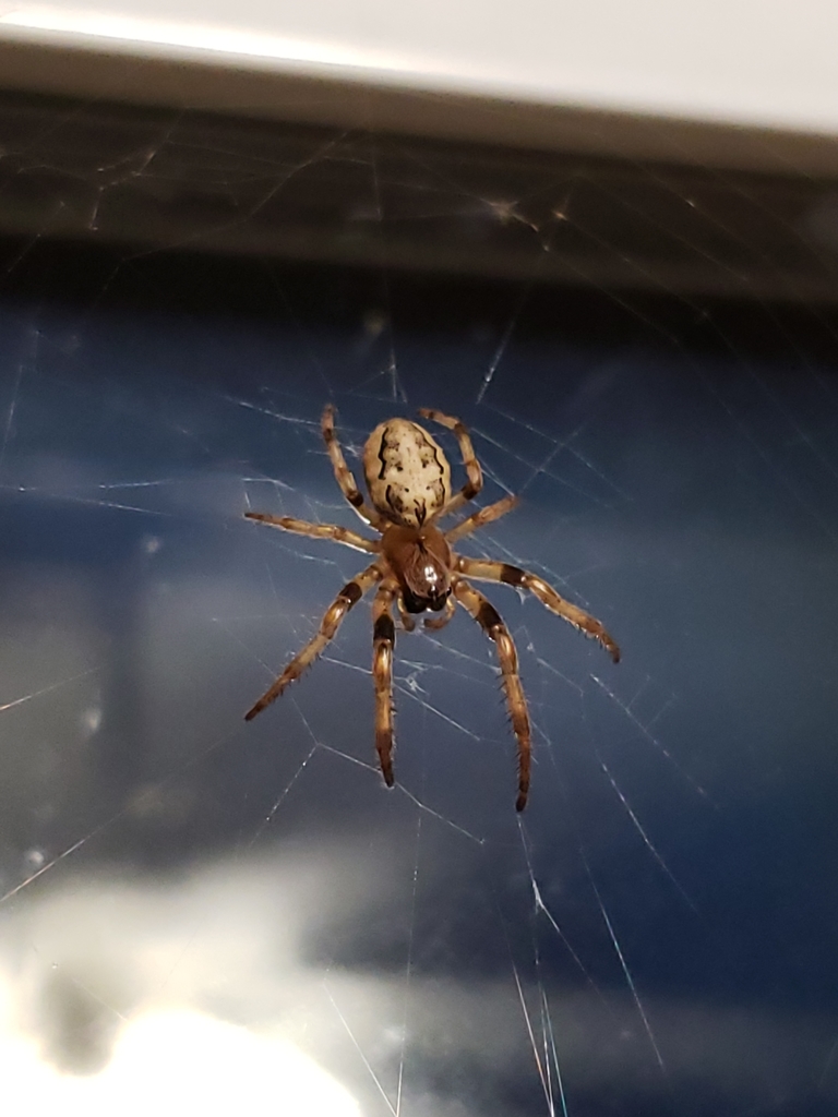 Furrow Spiders in July 2018 by Erica Ledford · iNaturalist