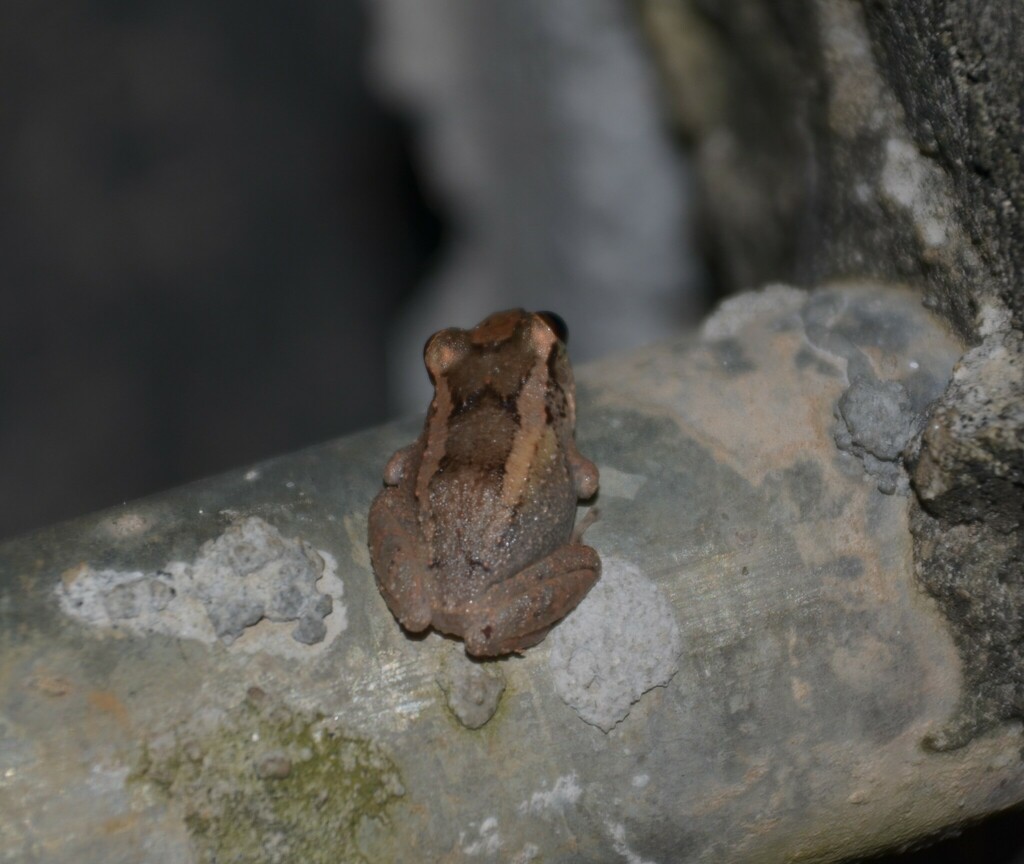 Lesser Antillean whistling frog from Le Lamentin, Martinique on August ...